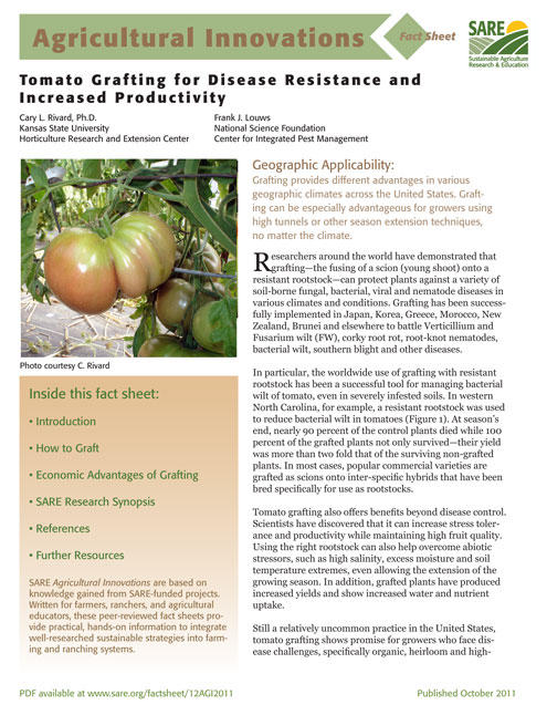 Tomato Grafting for Disease Resistance and Increased Productivity - SARE