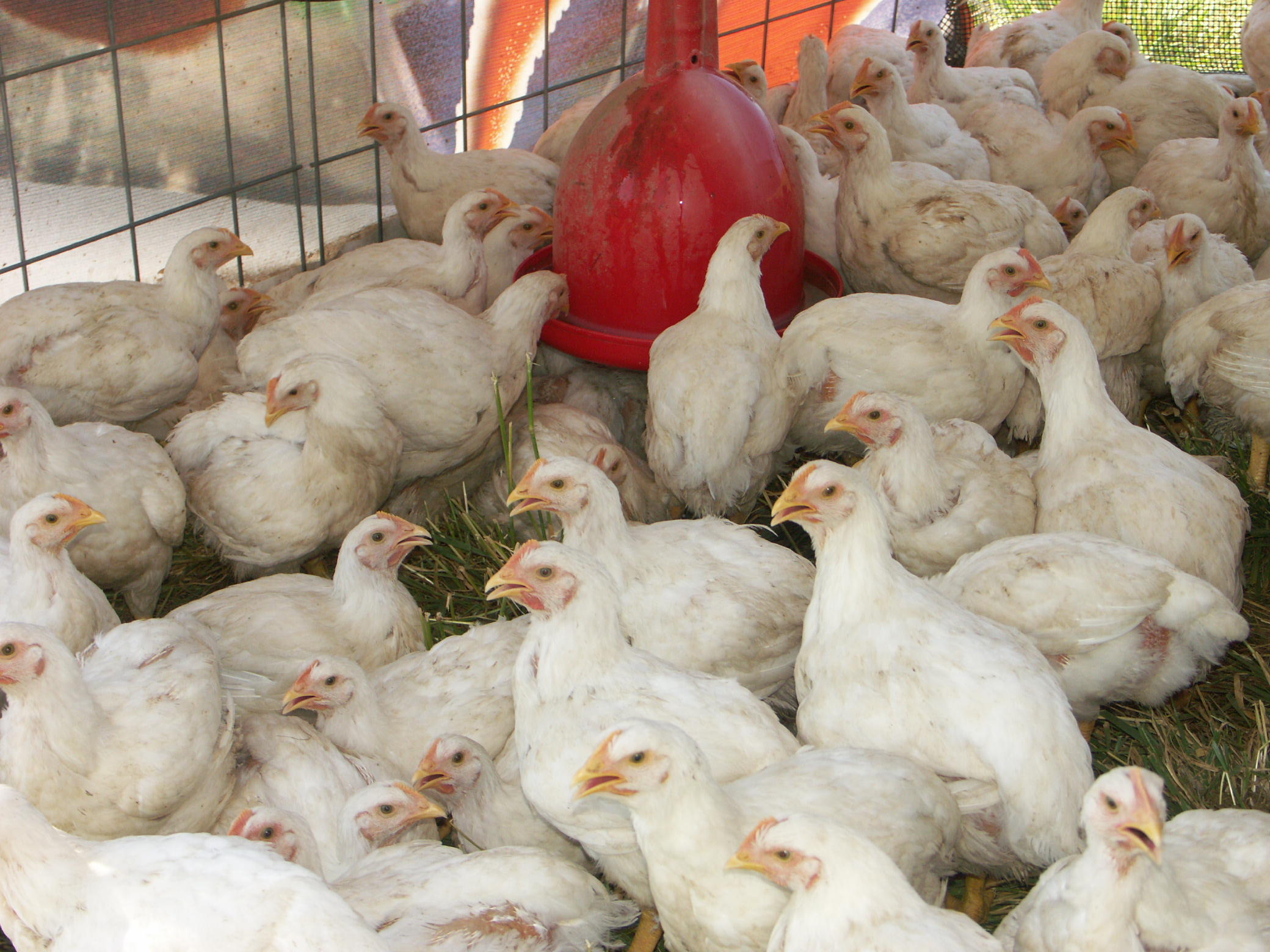 Planos De Corrales Para Pollos De Engorde De Salatin Jaulas Y Corrales