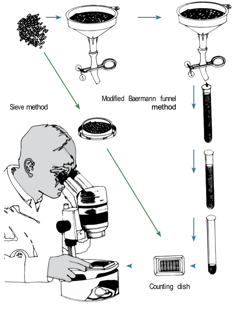 Observing Soil Life - SARE