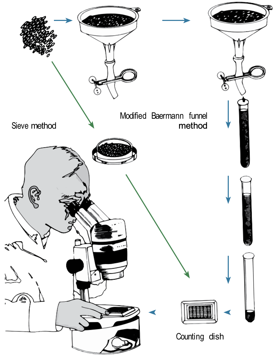 Observing Soil Life - SARE