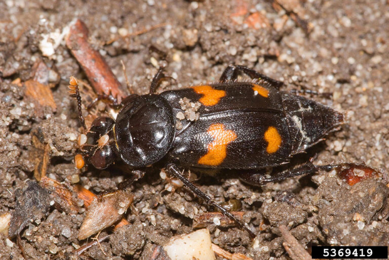 Macrofauna » Insects » Beetles - SARE