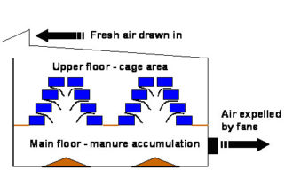Overview of High-Rise, Caged Layer Facilities and In-House Composting ...