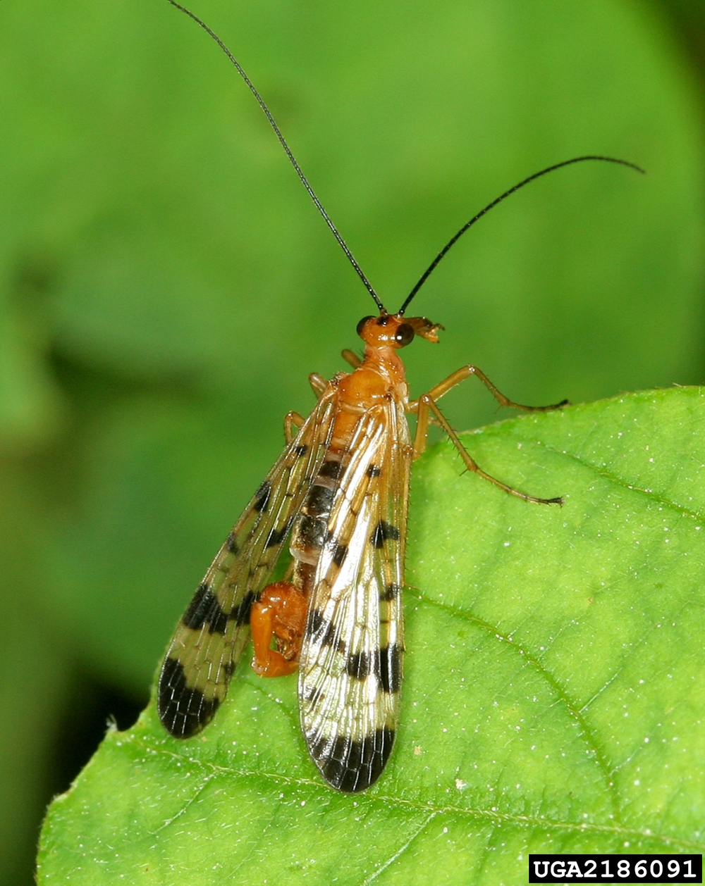 Macrofauna » Insects - SARE