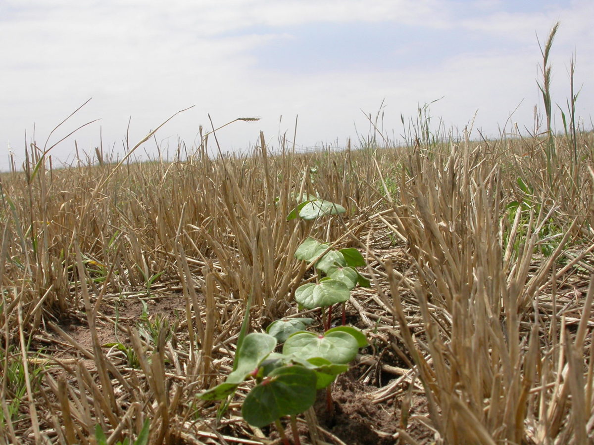 Cover Crops for Sustainable Crop Rotations - SARE