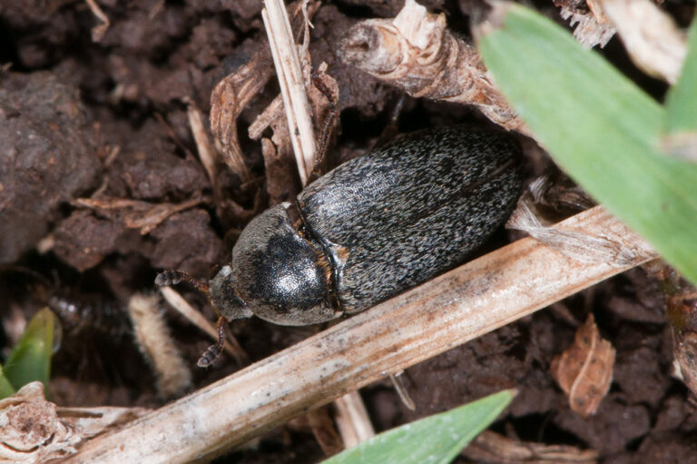 Macrofauna » Insects » Beetles - SARE