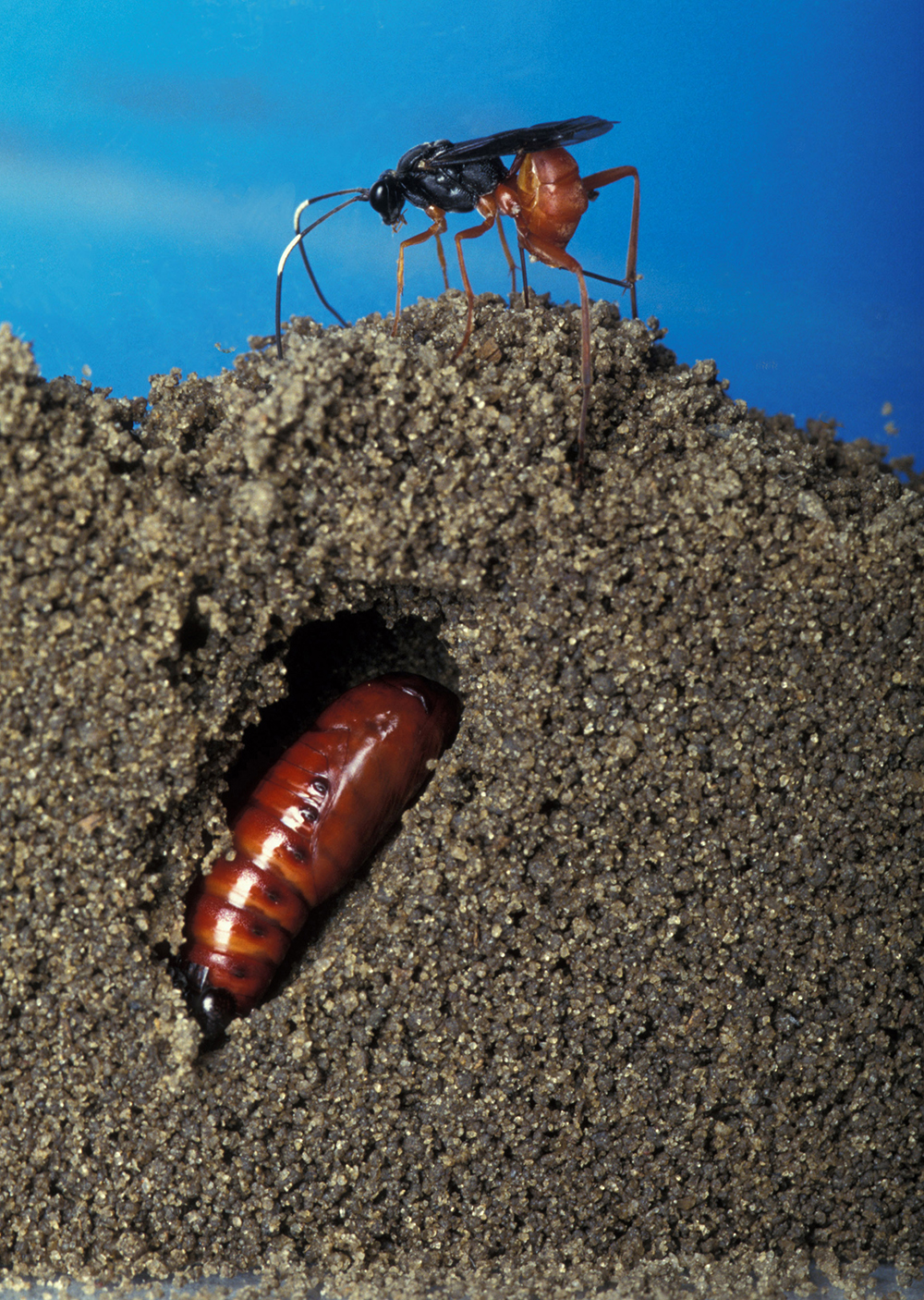 Macrofauna » Insects » Ants, Bees and Wasps - SARE