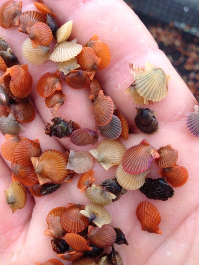 Expanding Sustainable Shellfish Aquaculture: Optimizing Growth and ...