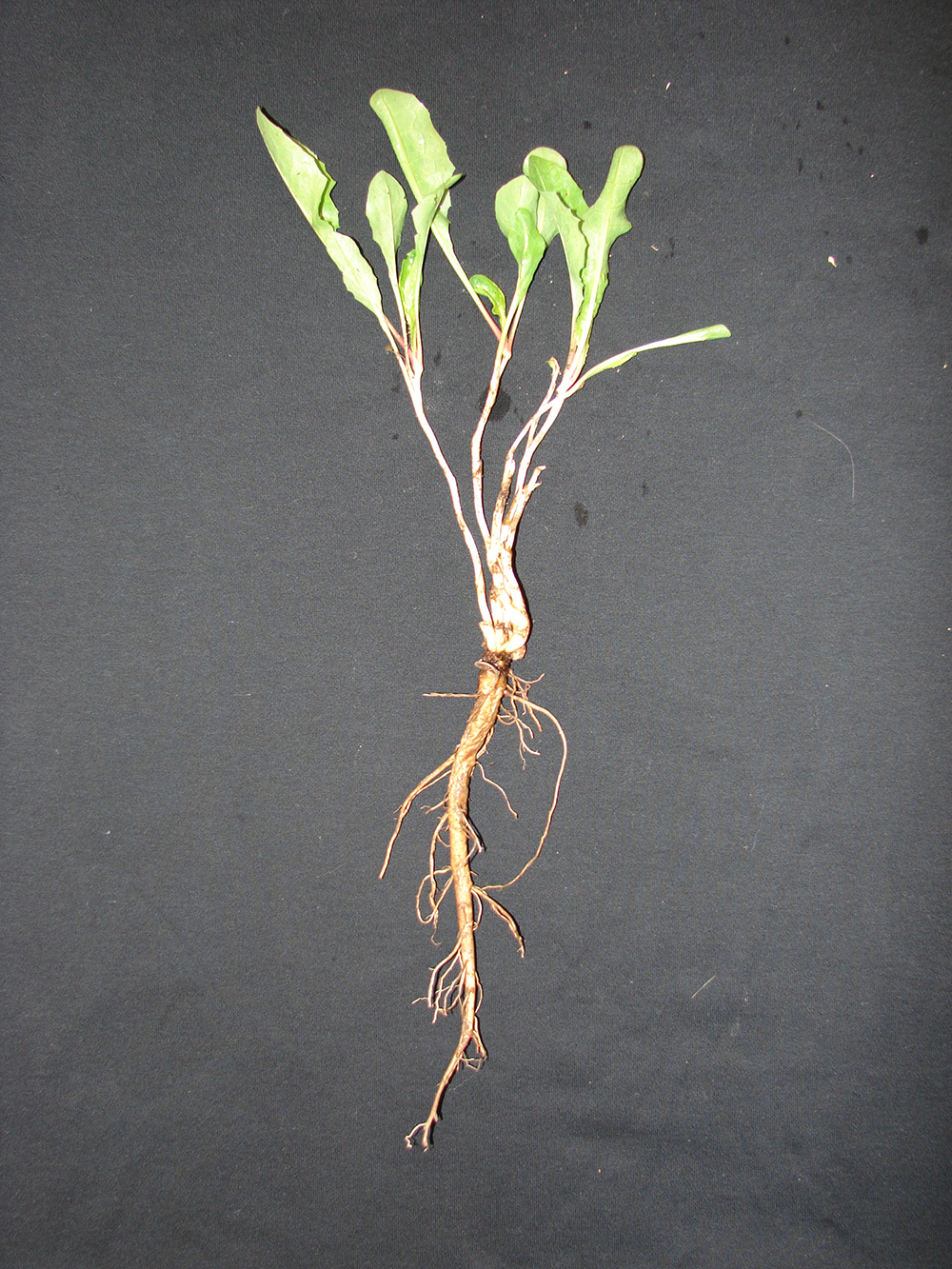 Ch 2. How to Think About Weeds - SARE