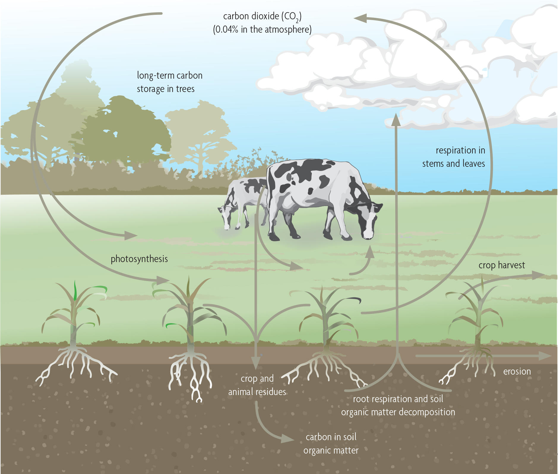 Soil Organic Matter and Carbon Sequestration - SARE Soil Organic Matter and Carbon Sequestration - SARE