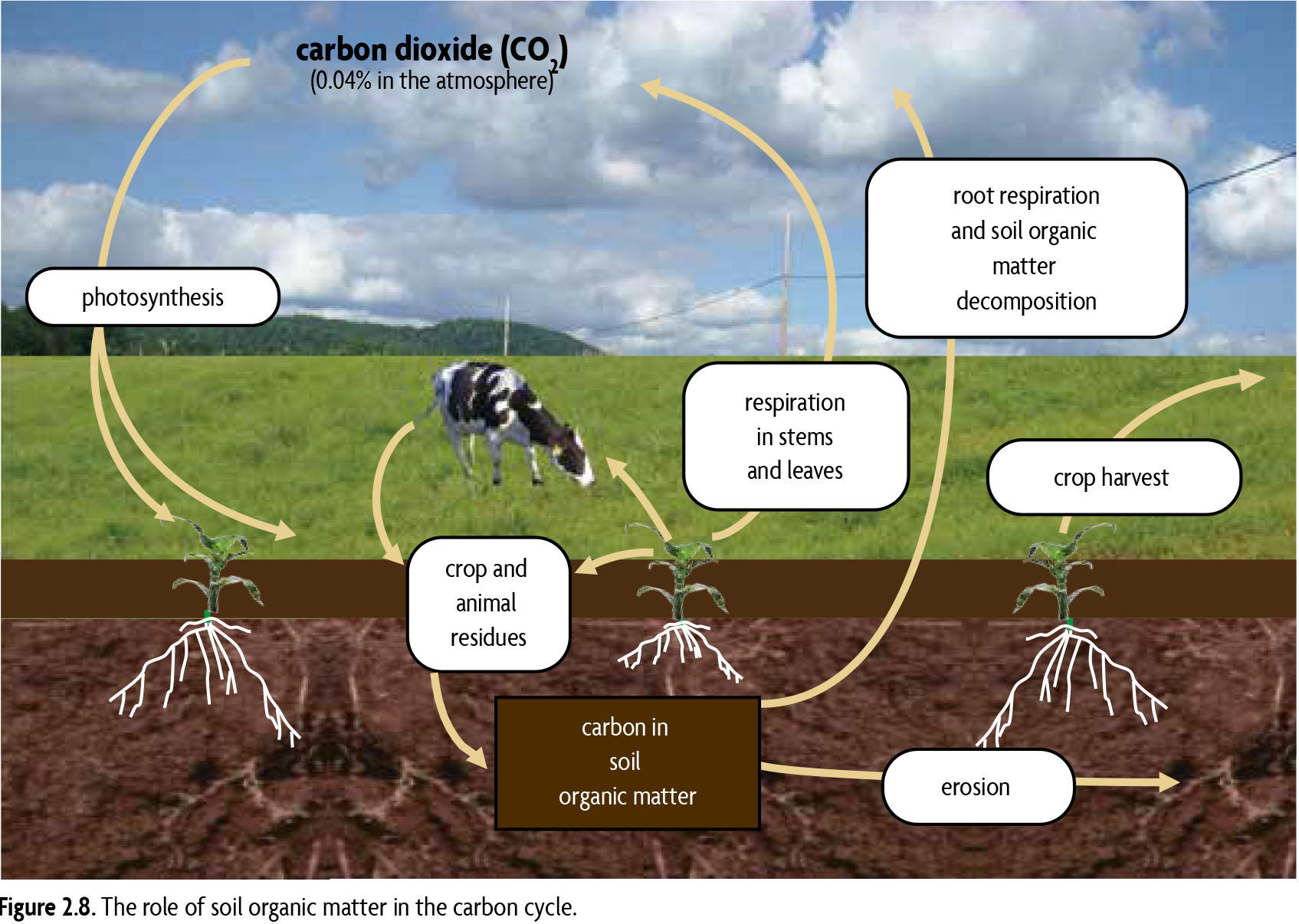 Understanding The Carbon Cycle And Soil Health Holist - vrogue.co Understanding The Carbon Cycle And Soil Health Holist - vrogue.co