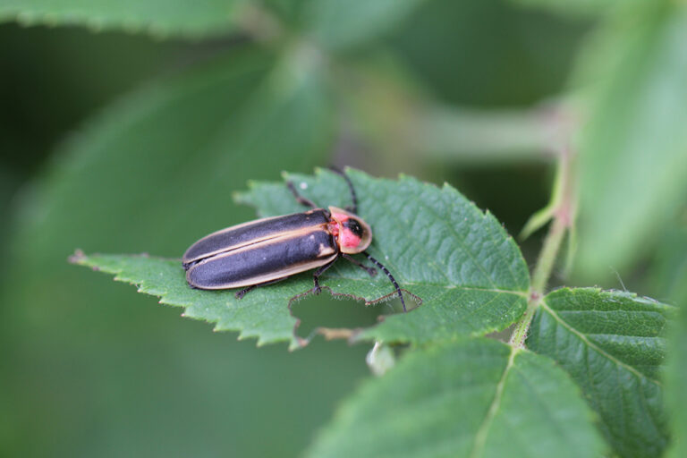Macrofauna » Insects » Beetles - SARE