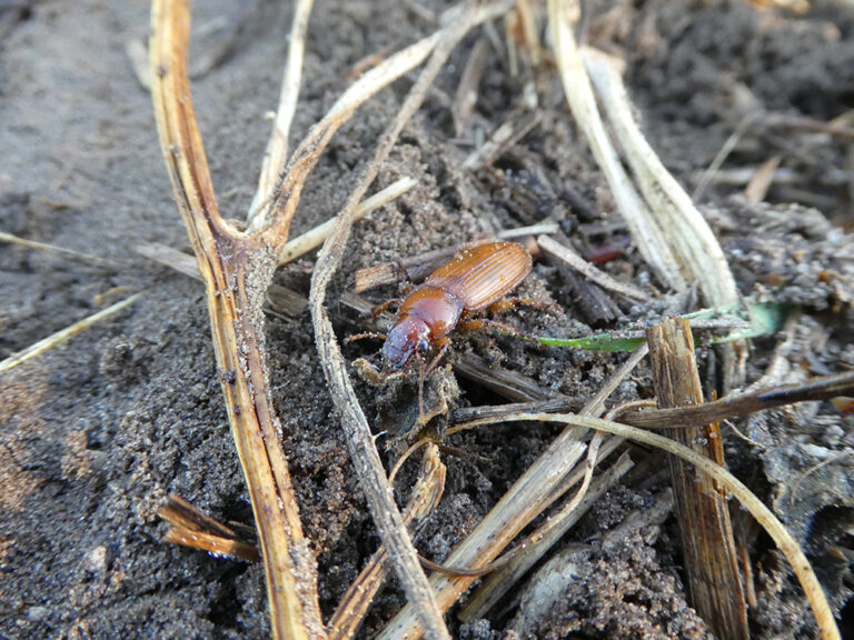 Macrofauna » Insects » Beetles - SARE