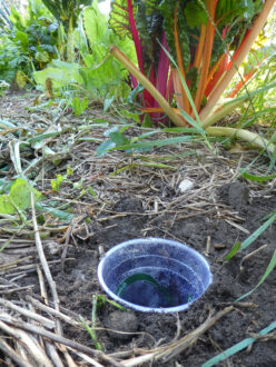 Observing Soil Life - SARE