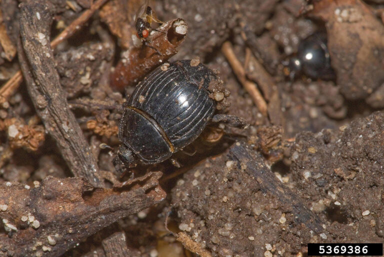 Macrofauna » Insects » Beetles - SARE