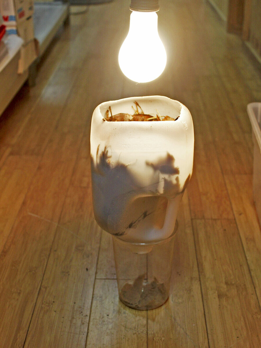 Observing Soil Life - SARE