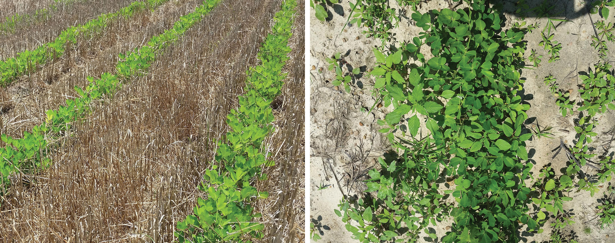 Promoting the Adoption of Interseeding for Increased Sustainability - SARE