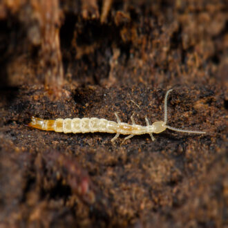 Mesofauna » Arthropods - SARE