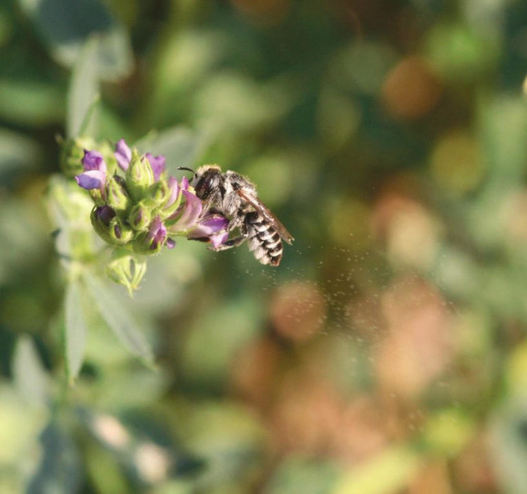 Chapter Seven: The Alfalfa Leafcutter Bee - SARE