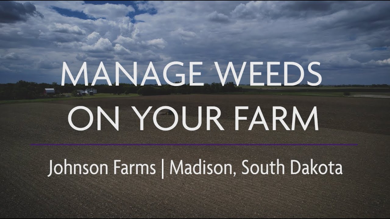 New SARE Video: Managing Weeds in Organic Row Crops - SARE