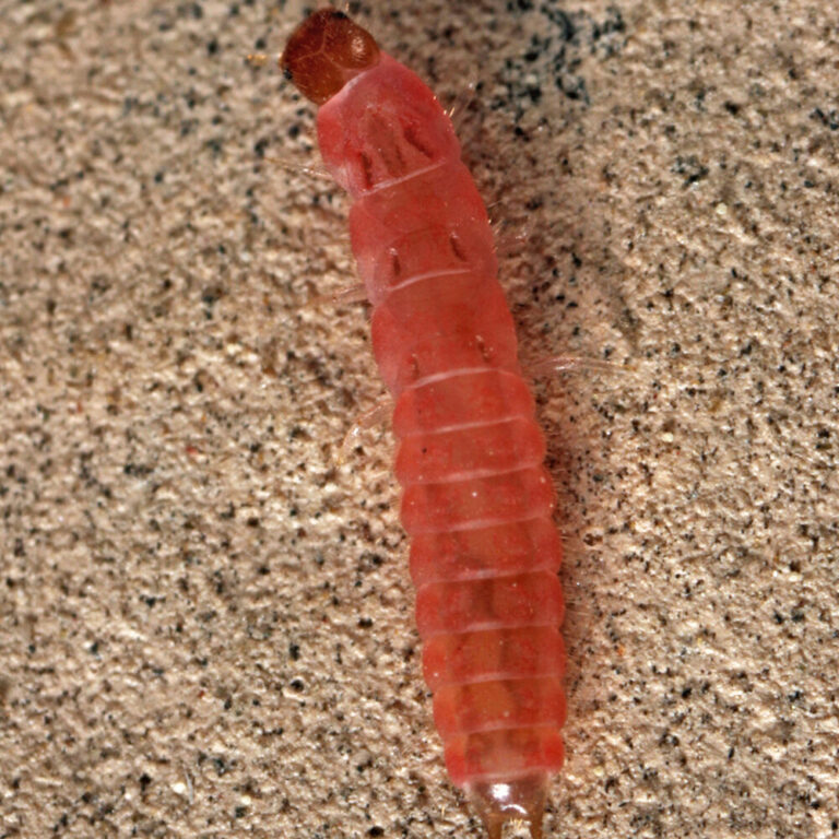 Macrofauna » Insects » Beetles - SARE