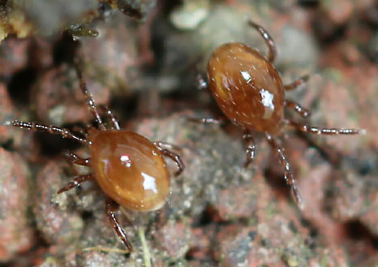 Mesofauna » Arthropods - SARE