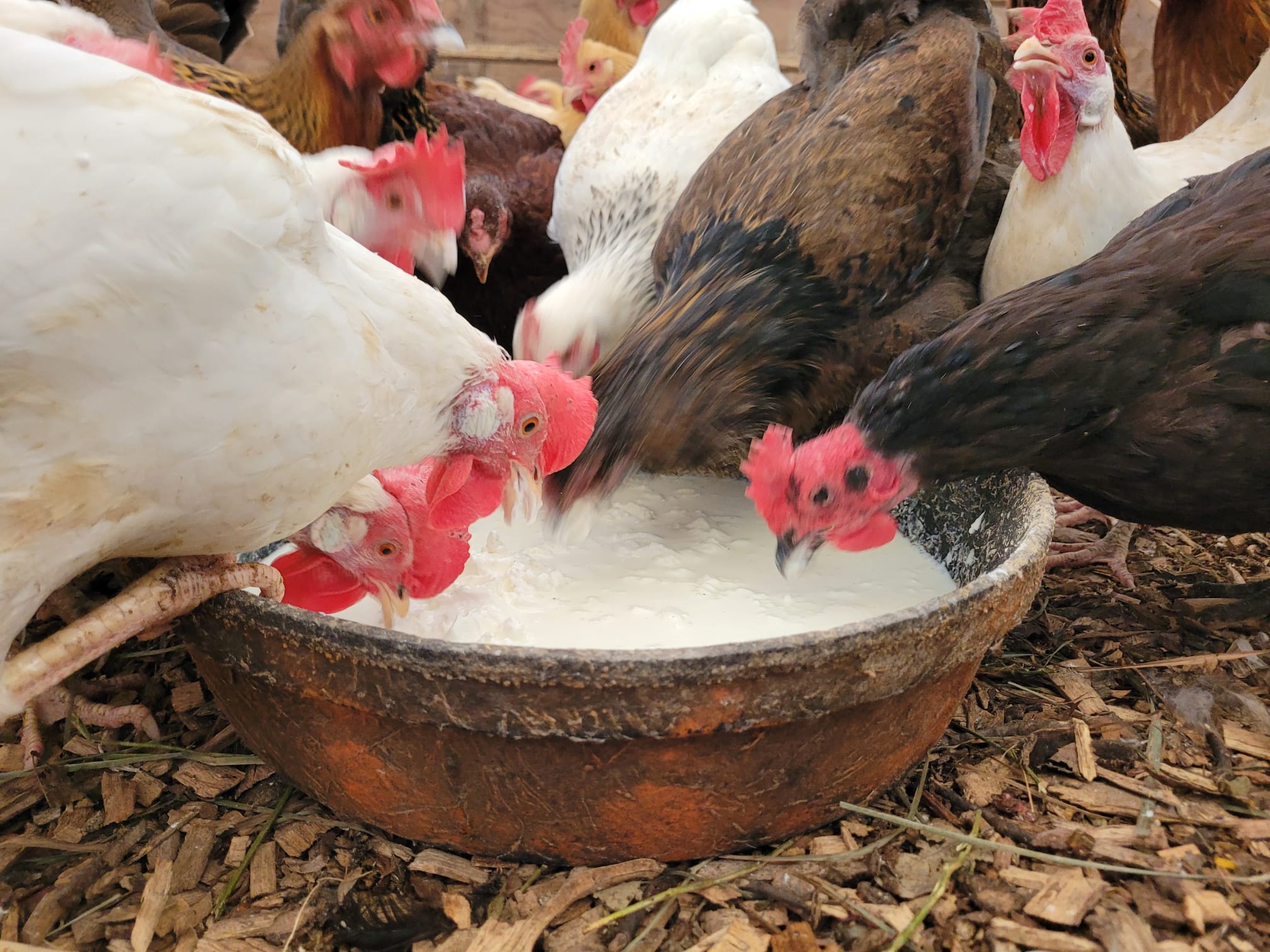 Guide for Feeding Food Waste to Hogs and Hens - SARE