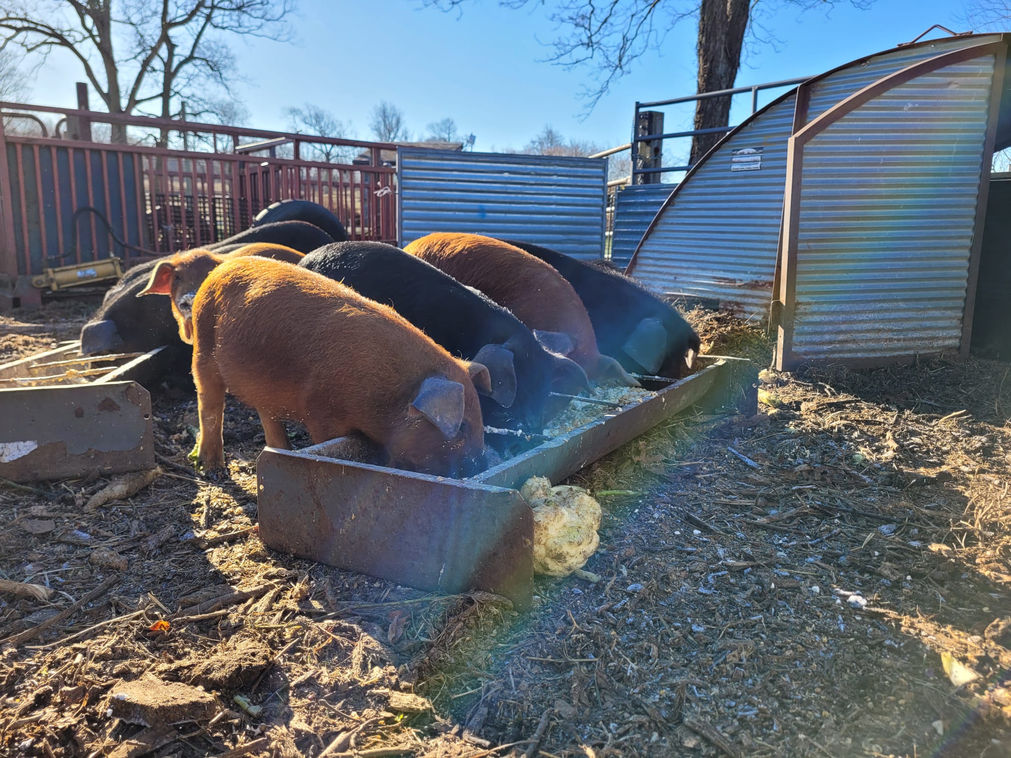 Guide for Feeding Food Waste to Hogs and Hens - SARE