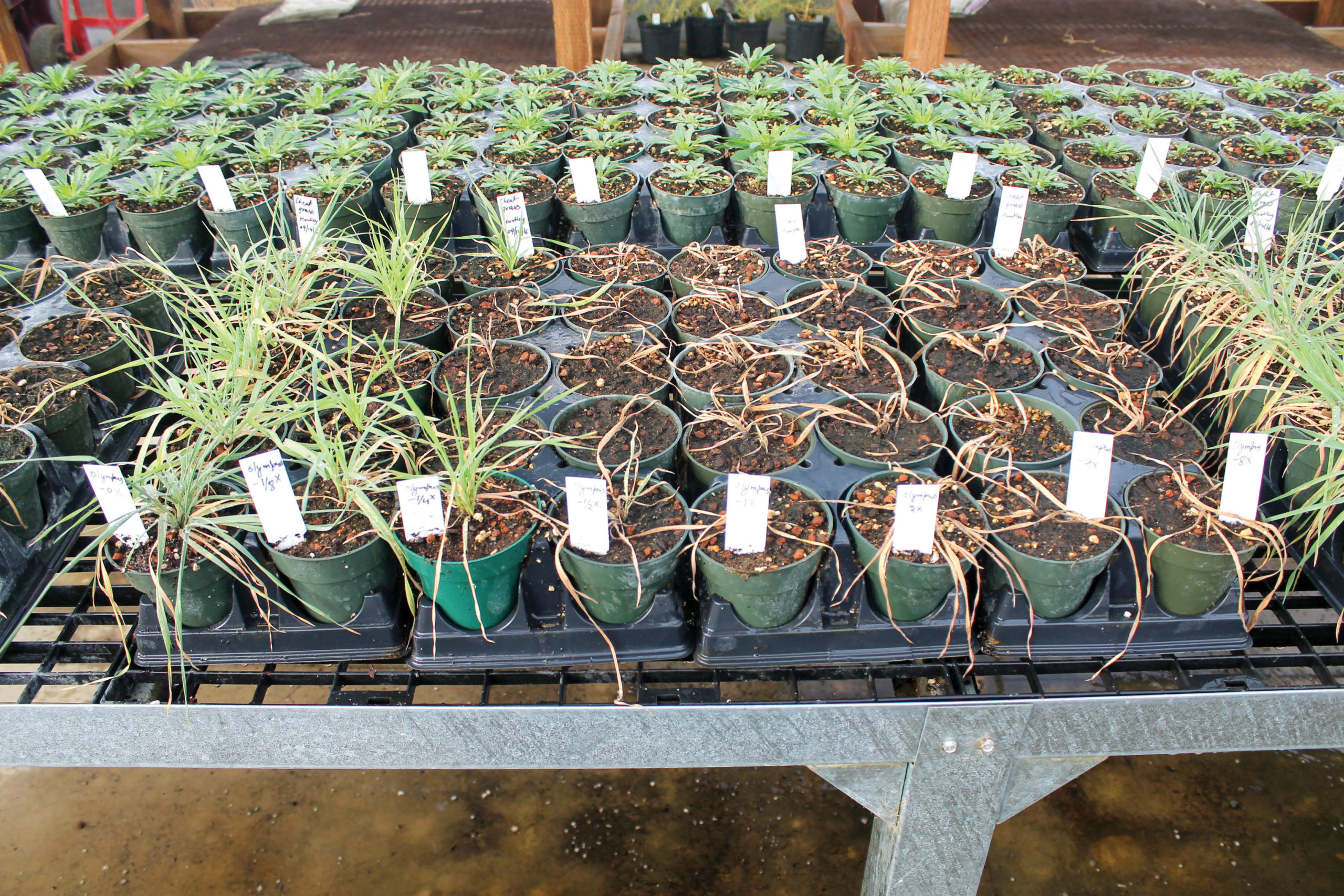 Equipping Farmers with Tools to Manage Herbicide-Resistant Weeds - SARE