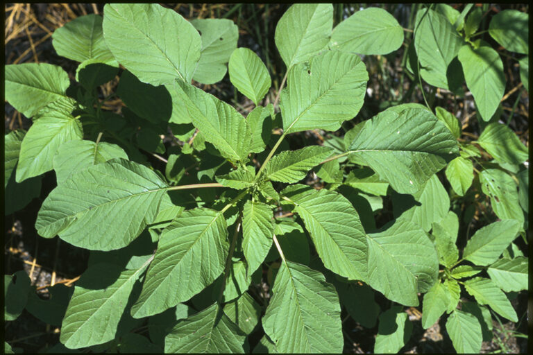 Palmer Amaranth - SARE