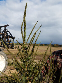 Palmer Amaranth - SARE