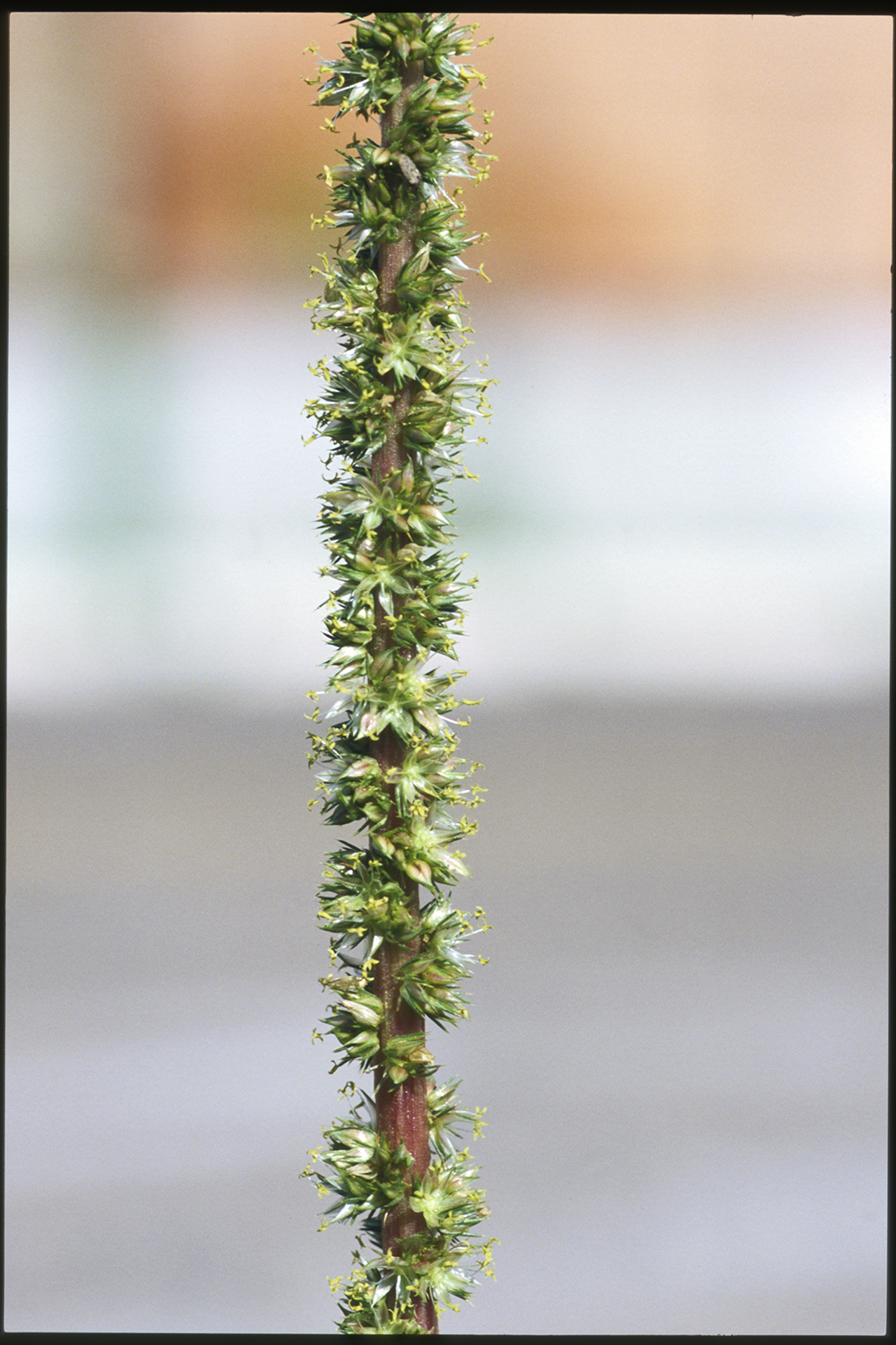 Palmer Amaranth - SARE