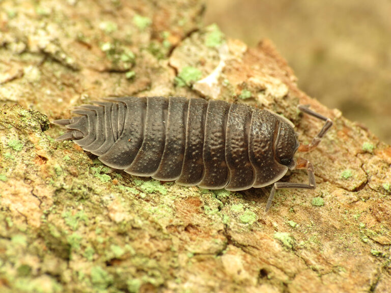 Macrofauna » Non-Insect Arthropods - SARE