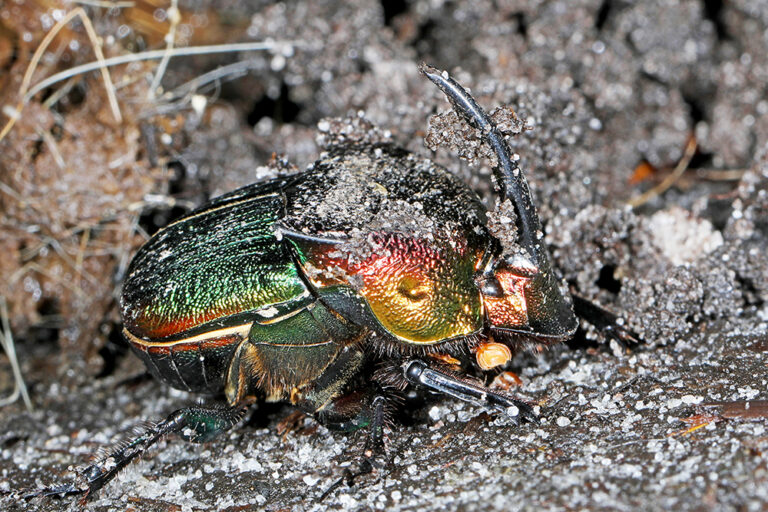 Macrofauna » Insects » Beetles - SARE