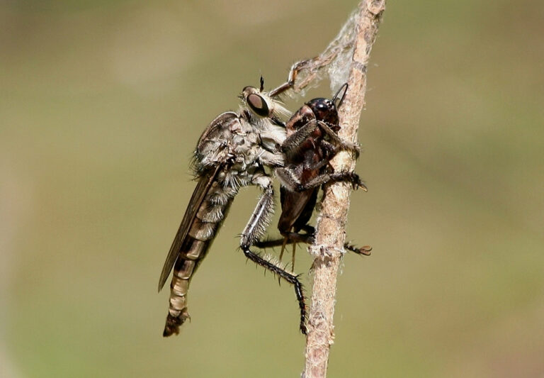 Macrofauna » Insects » Flies - SARE