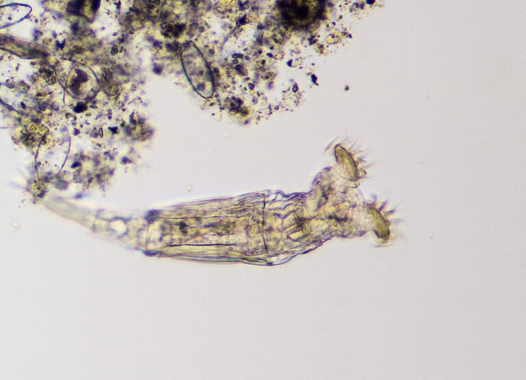 Mesofauna » Non-Arthropods - SARE