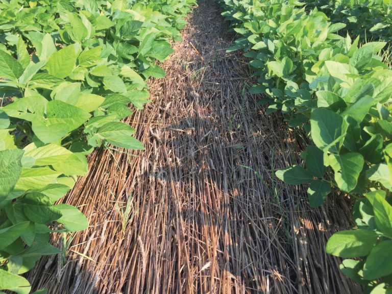 When Cover Crops are Used to Speed and Ease the Transition to No-Till ...