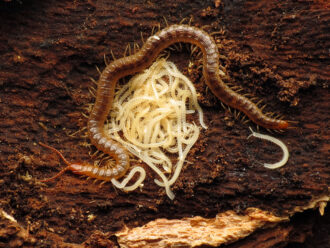 Macrofauna » Non-Insect Arthropods - SARE