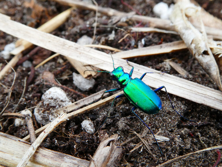 Macrofauna » Insects » Beetles - SARE