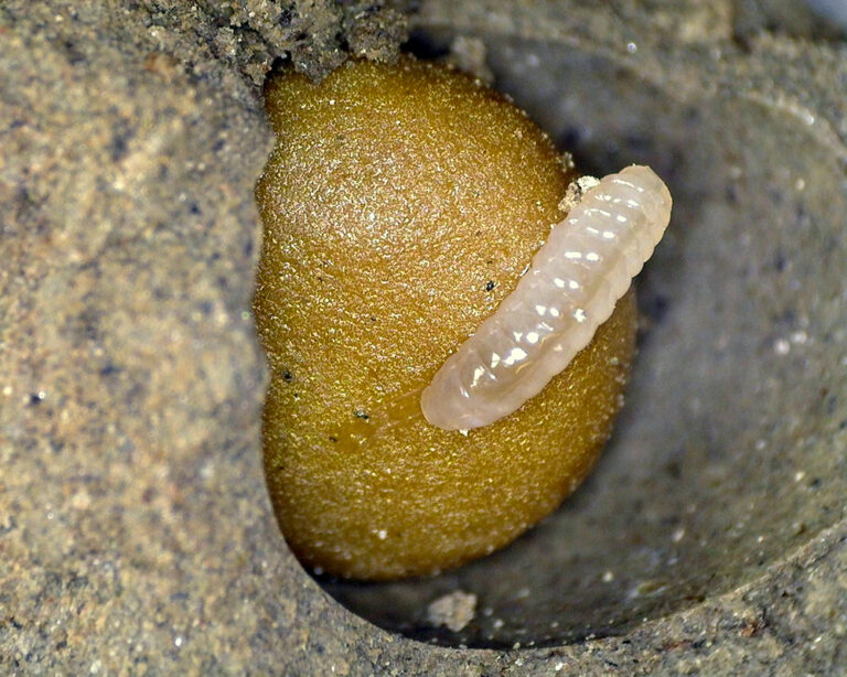 Macrofauna » Insects » Ants, Bees and Wasps - SARE