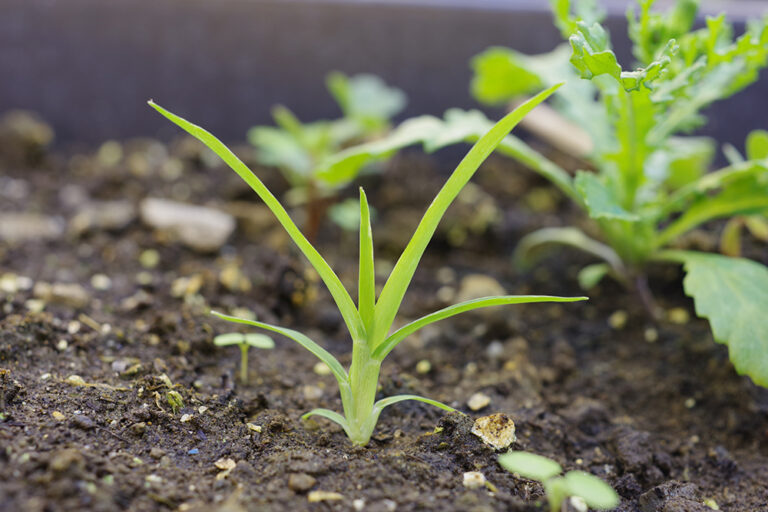 Annual Bluegrass - SARE