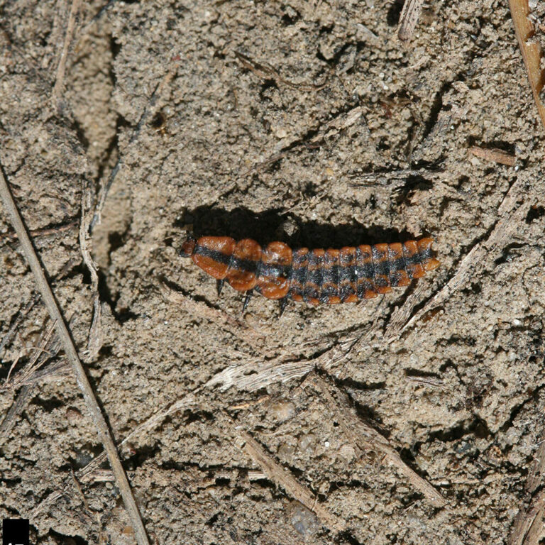 Macrofauna » Insects » Beetles - SARE