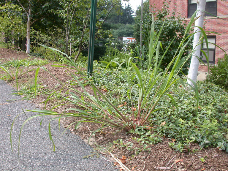 Barnyardgrass - SARE