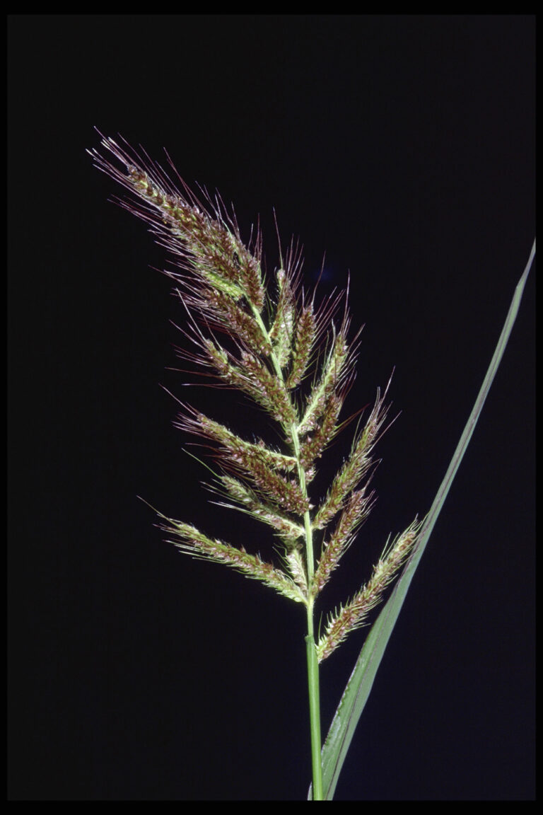 Barnyardgrass - SARE