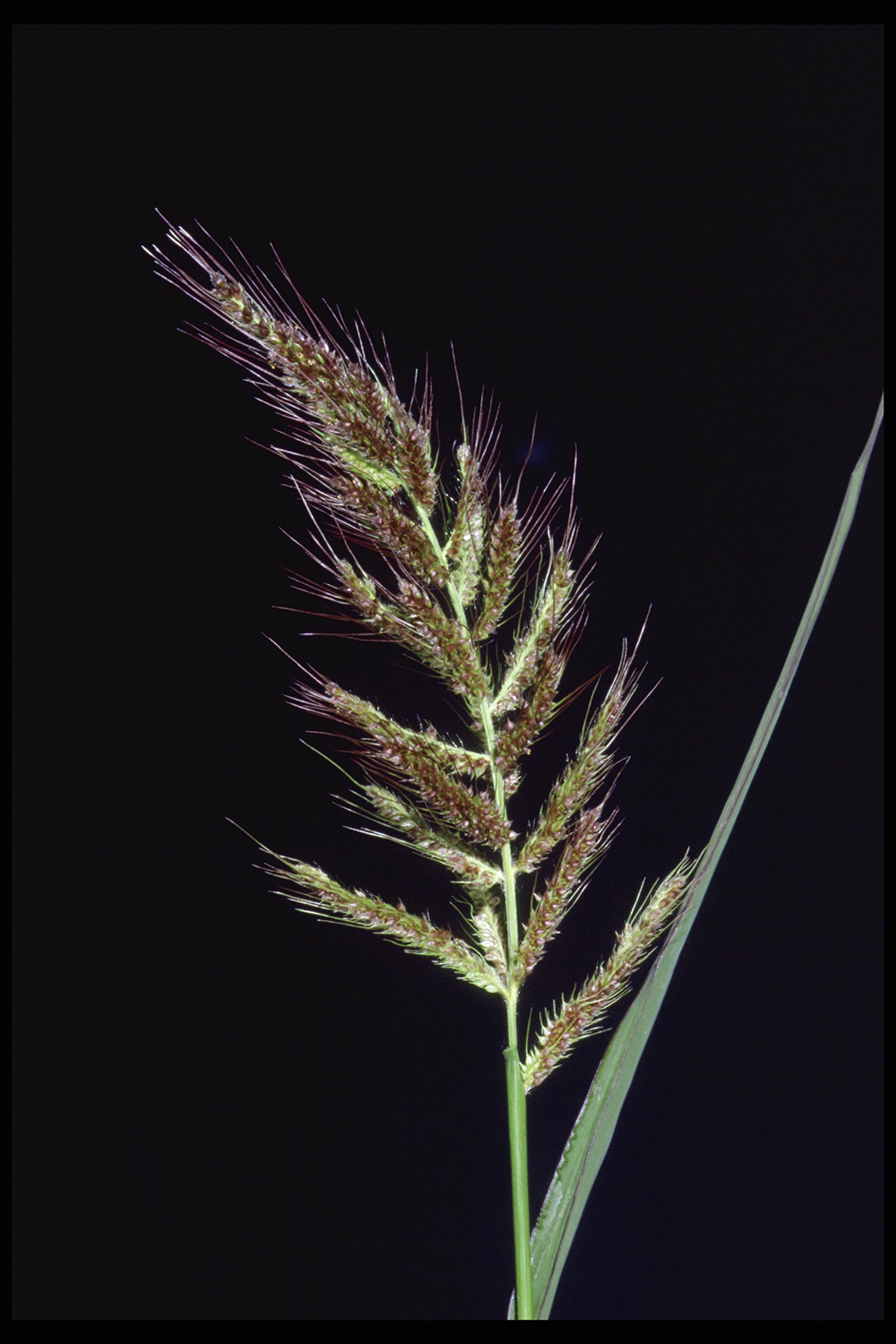 Barnyardgrass - SARE