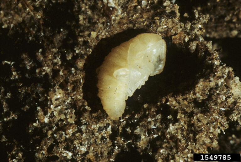 Macrofauna » Insects » Beetles - SARE