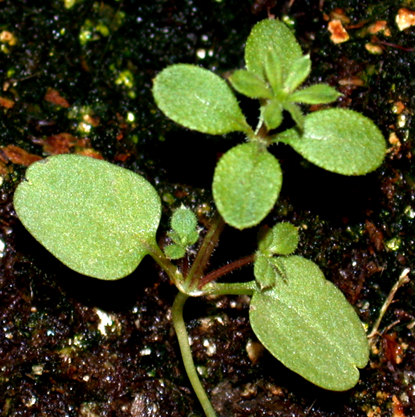 Catchweed Bedstraw and False Cleavers - SARE