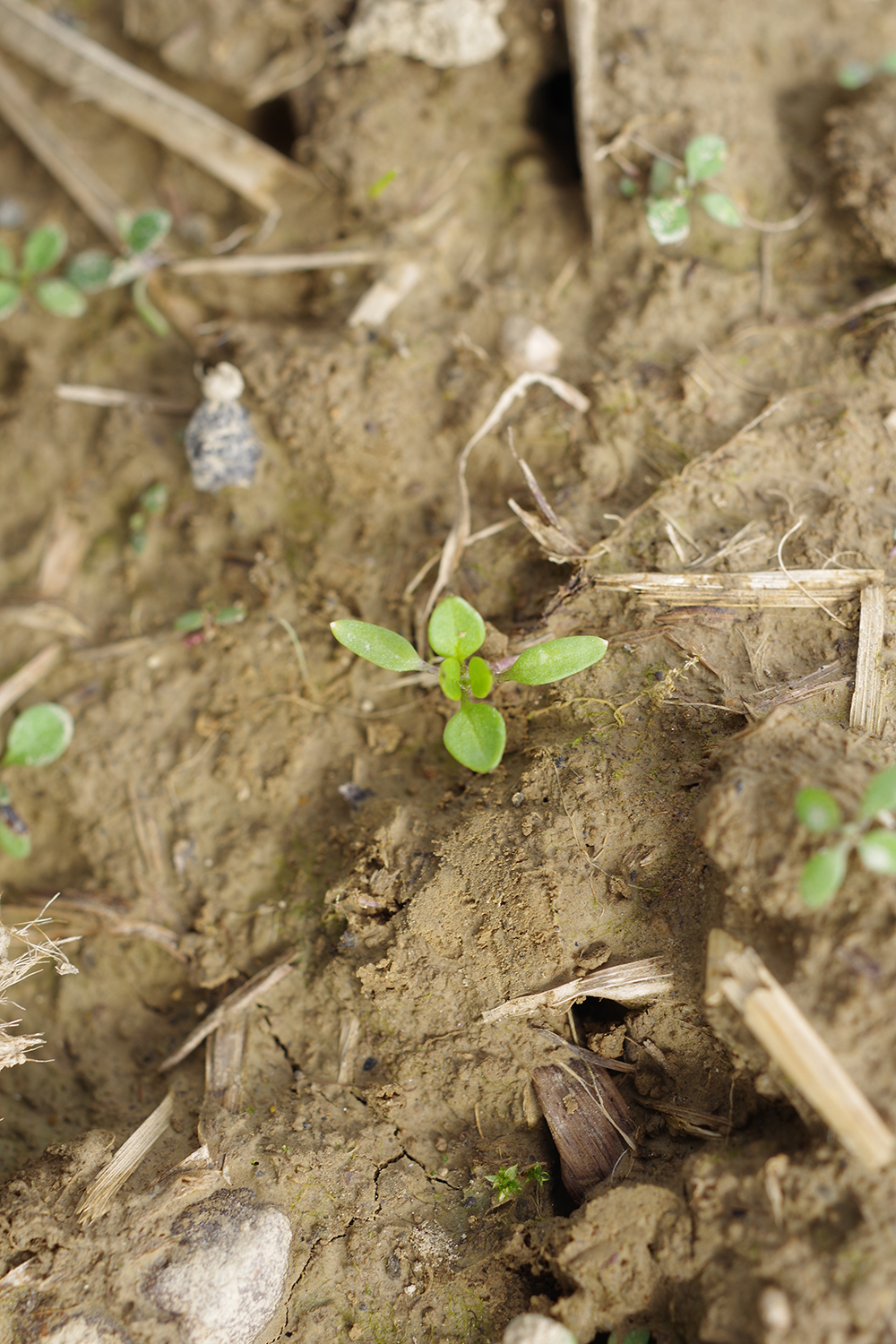 Common Chickweed Seed