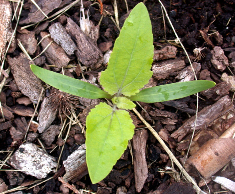 Cocklebur, common - SARE