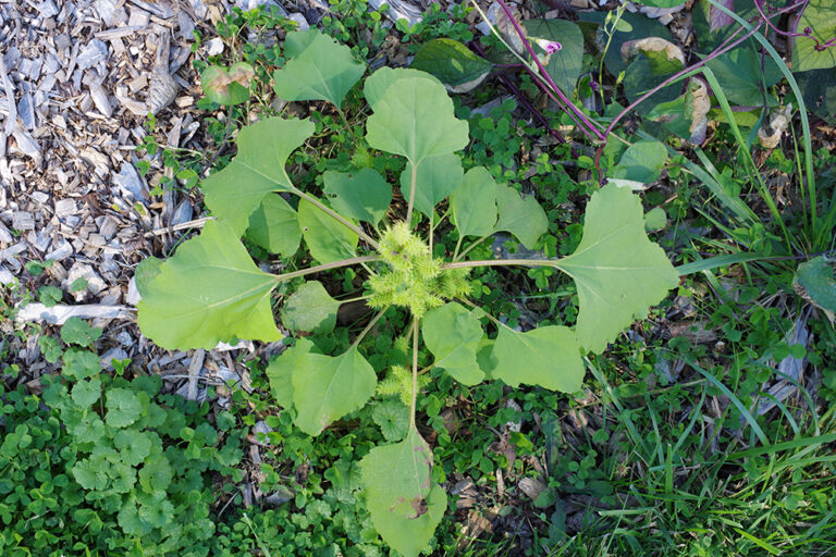 Cocklebur, common - SARE