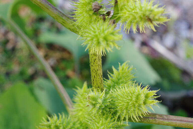 Cocklebur, common - SARE